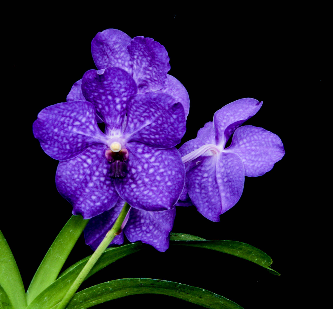 ランと遊ぶ : V. Pachara Delight 'Blue No.1' ブルー