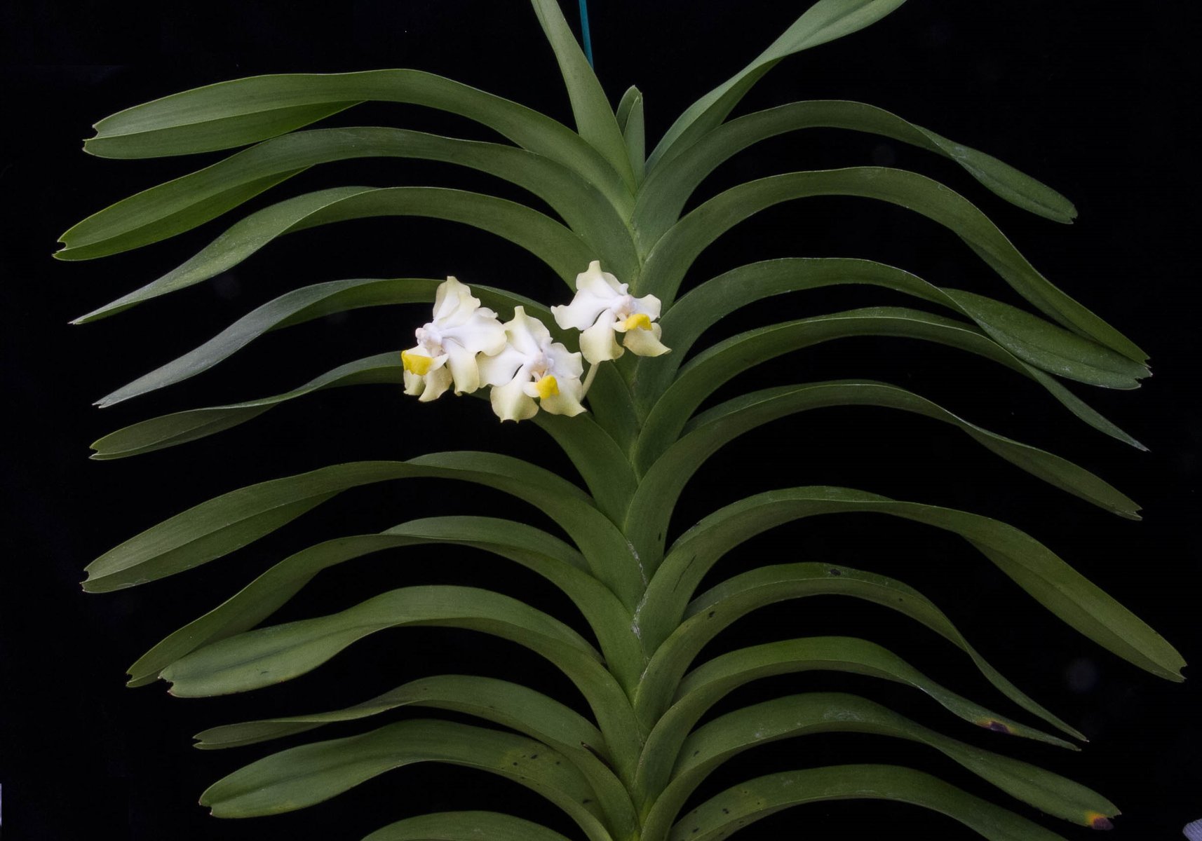 ランと遊ぶ : Vanda dearei 今シーズン5本の花芽