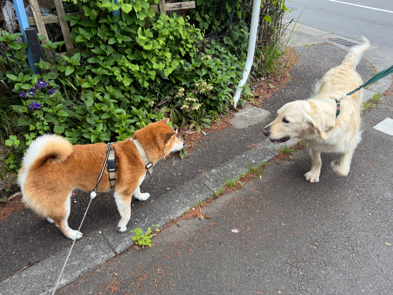 嬉しい水曜休み : life with ranran & lili