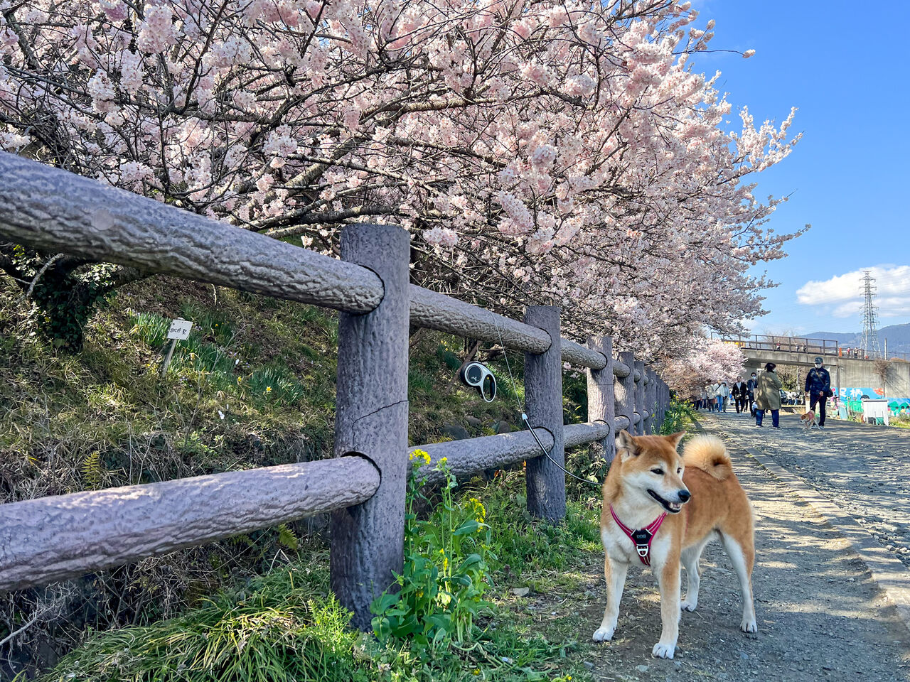 南足柄 春めき桜 : life with ranran & lili