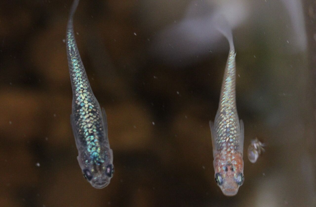 2022年8月のメダカ・ラメ王×ユリシス達（MEDAKA,Japanese killifish)達 : 世田谷・植木屋メダカのブログ ...