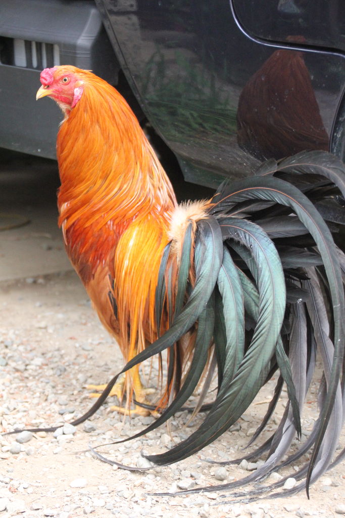 田中 哲のブログ : 蓑曳鶏（MINOHIKI）2018年生まれ、平成最後の子です