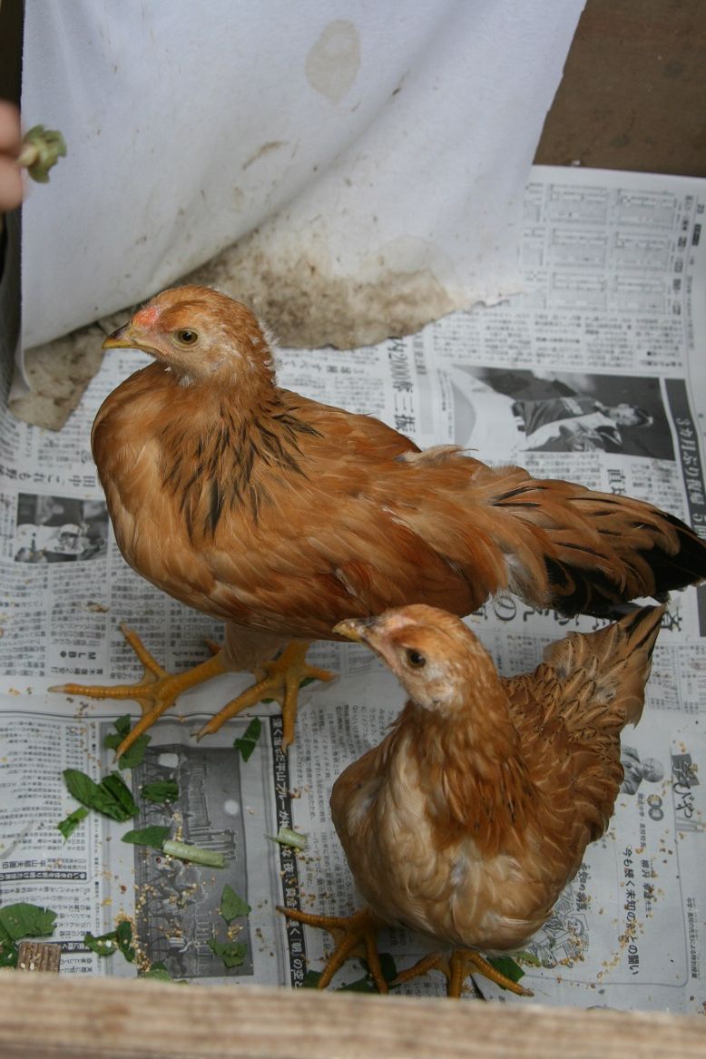 田中 哲のブログ : 我が家の日本鶏・蓑曳鶏（MINOHIKI TORI）のその後と、蓑曳に思う事