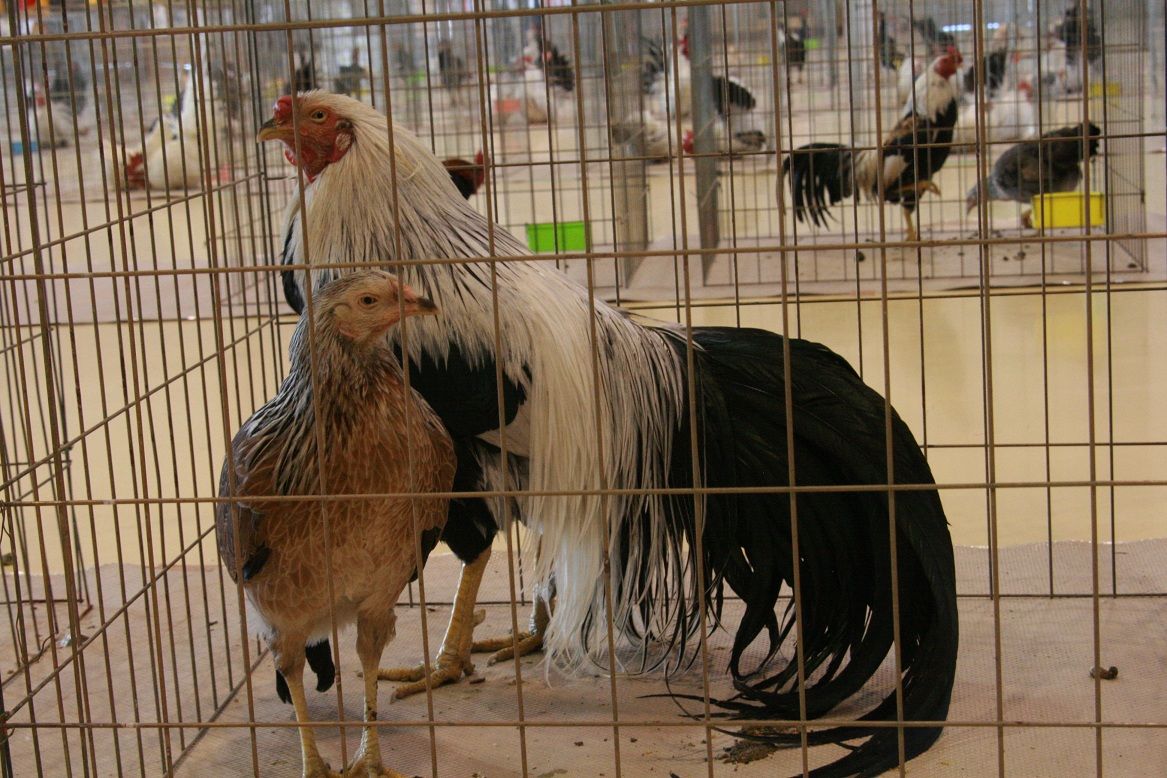 田中 哲のブログ : 蓑曳鶏（MINOHIKI）を訪ねて（その2）