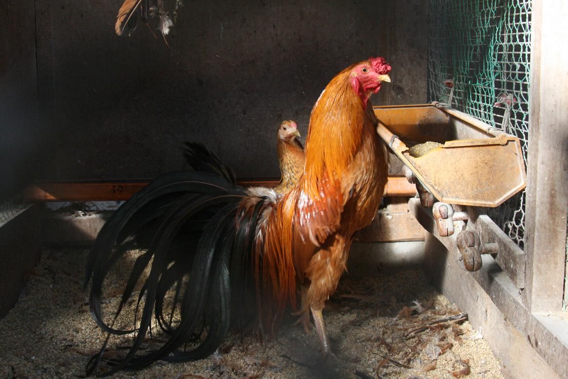 田中 哲のブログ : 愛知県の天然記念物、日本鶏、蓑曳（Minohiki ）に再会する。