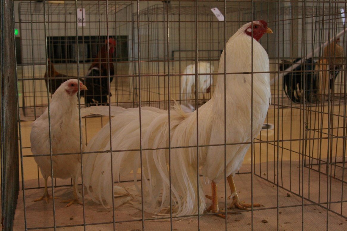 田中 哲のブログ : 蓑曳鶏（MINOHIKI）を訪ねて（その2）