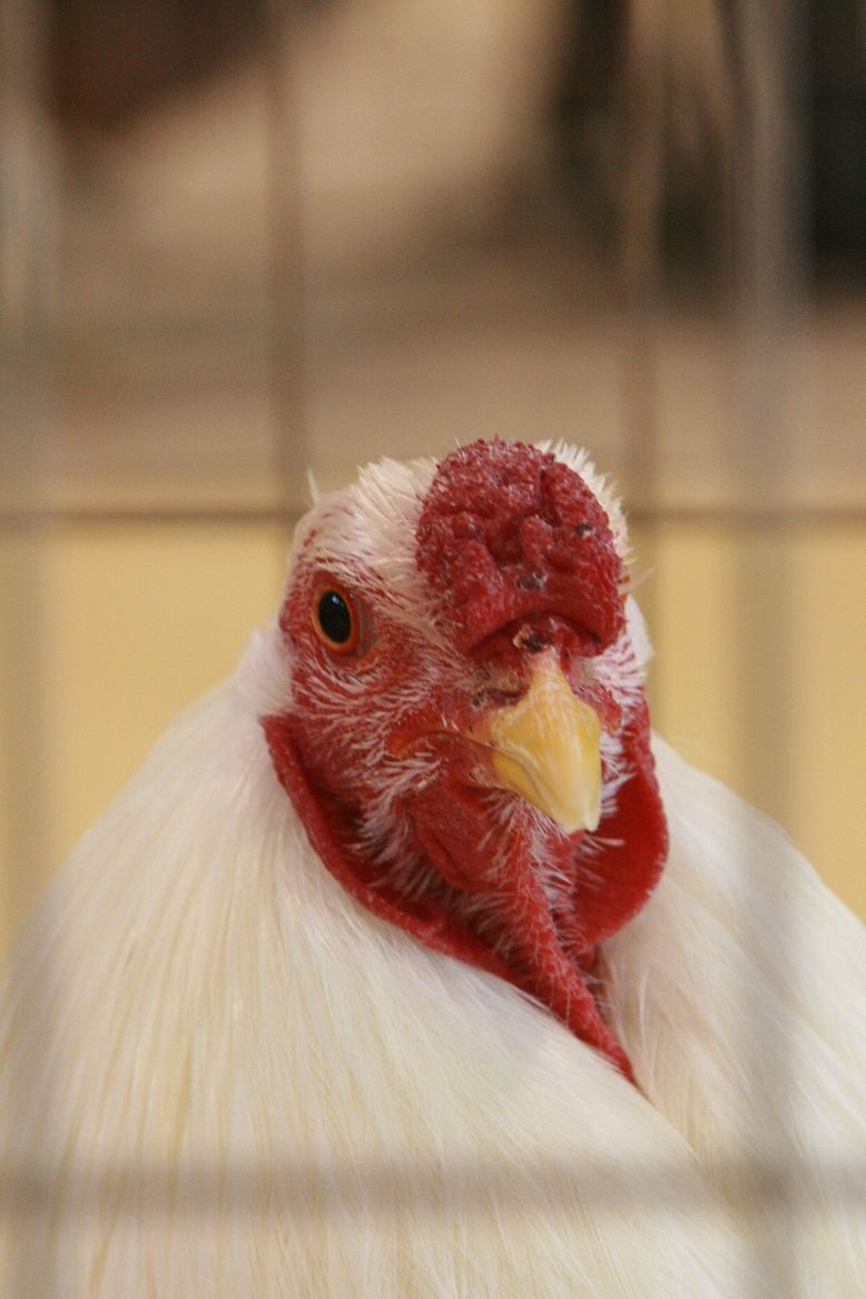 田中 哲のブログ : 蓑曳鶏（MINOHIKI）を訪ねて（その2）