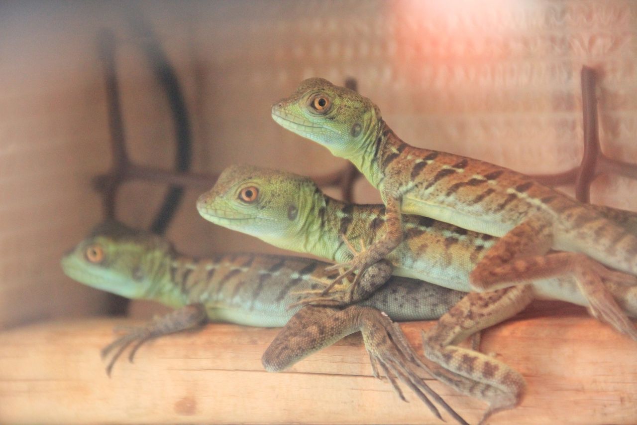 田中 哲のブログ : パンサーカメレオン・ノシファリー（Furcifer pardalis nosy fly）2017年誕生の子供たちの成長