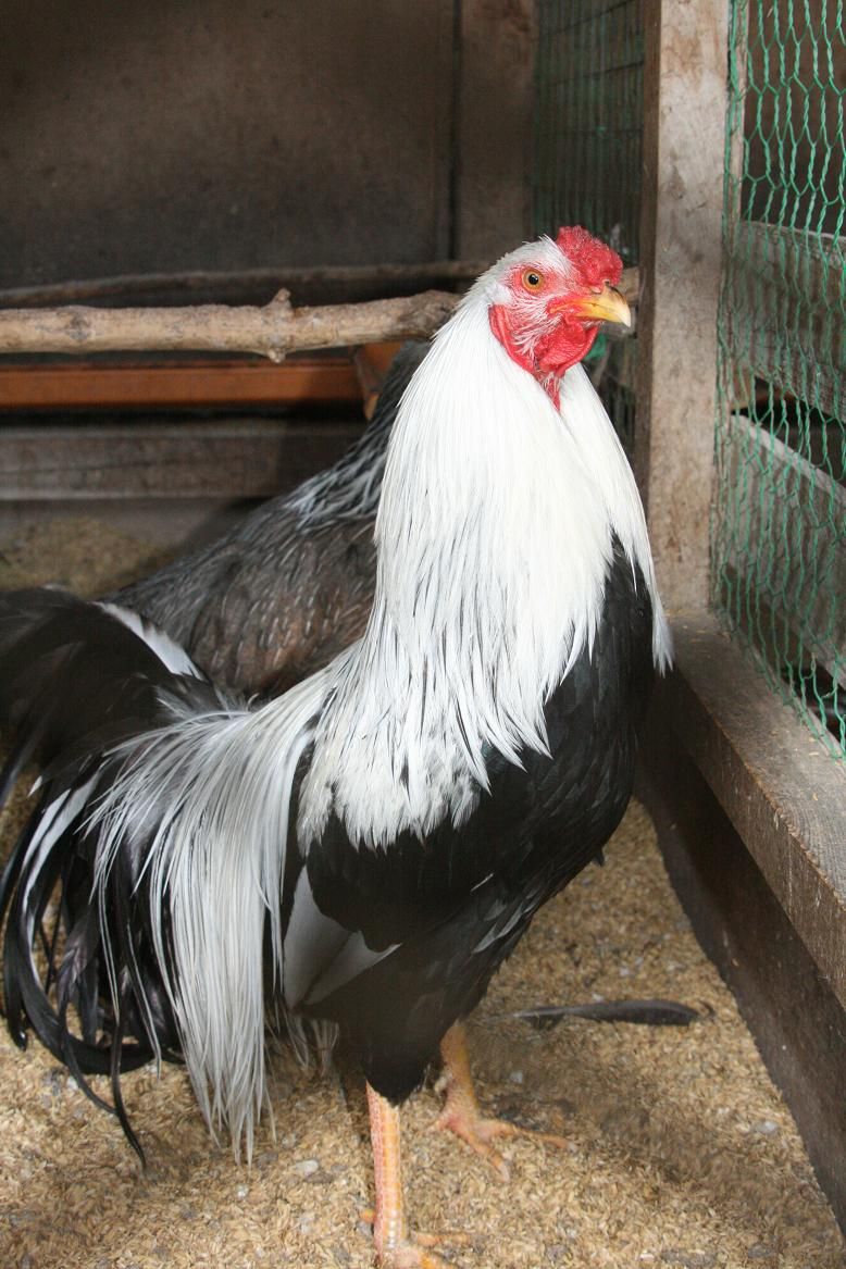 田中 哲のブログ : 愛知県の天然記念物、日本鶏、蓑曳（Minohiki ）に再会する。