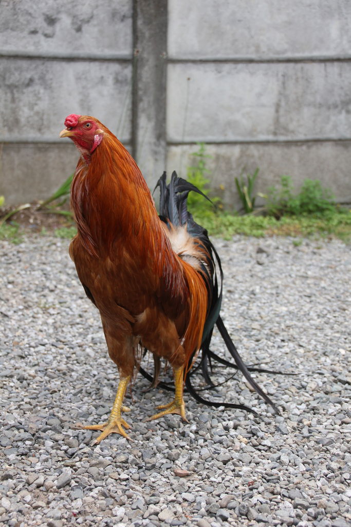 田中 哲のブログ : 蓑曳鶏（MINOHIKI）2018年生まれ、平成最後の子です