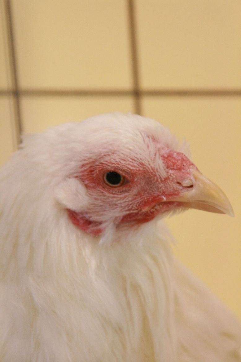 田中 哲のブログ : 蓑曳鶏（MINOHIKI）を訪ねて（その2）