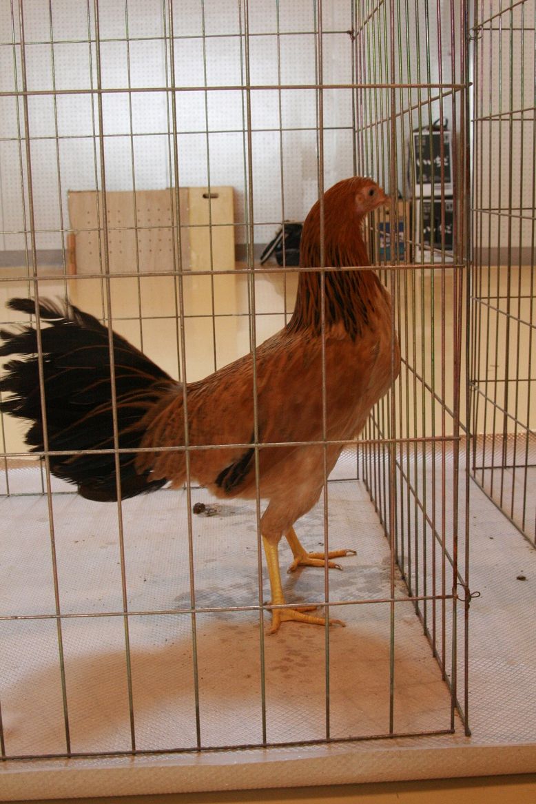 田中 哲のブログ : 蓑曳鶏（MINOHIKI）を訪ねて（その2）