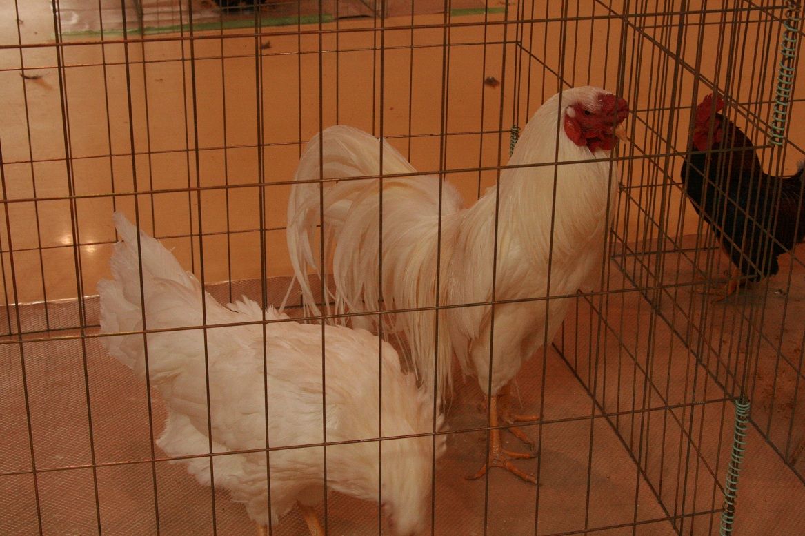 田中 哲のブログ : 蓑曳鶏（MINOHIKI）を訪ねて（その2）