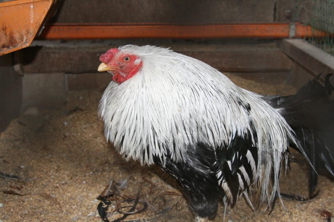 田中 哲のブログ : 愛知県の天然記念物、日本鶏、蓑曳（Minohiki ）に再会する。