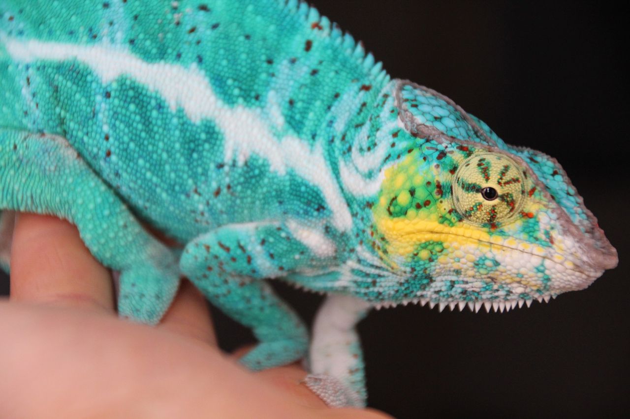 田中 哲のブログ : パンサーカメレオン・ノシファリー（Furcifer pardalis nosy fly）2017年誕生の子供たちの成長