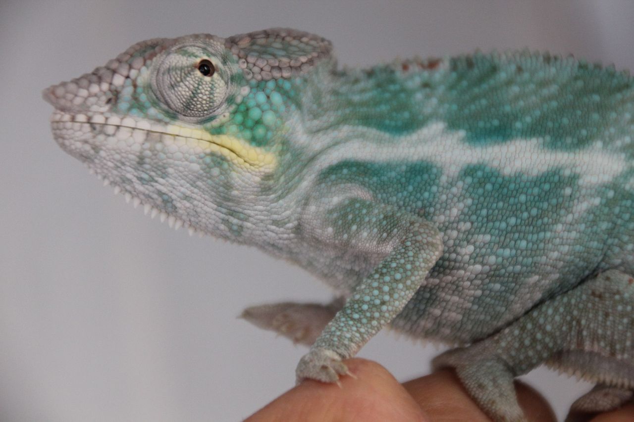 田中 哲のブログ : パンサーカメレオン・ノシファリー（Furcifer pardalis nosy fly）2017年誕生の子供たちの成長