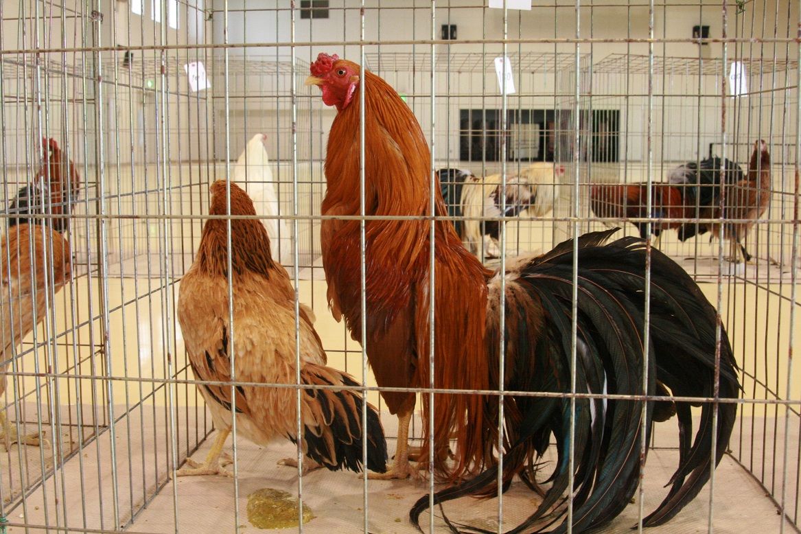 田中 哲のブログ : 蓑曳鶏（MINOHIKI）を訪ねて（その2）