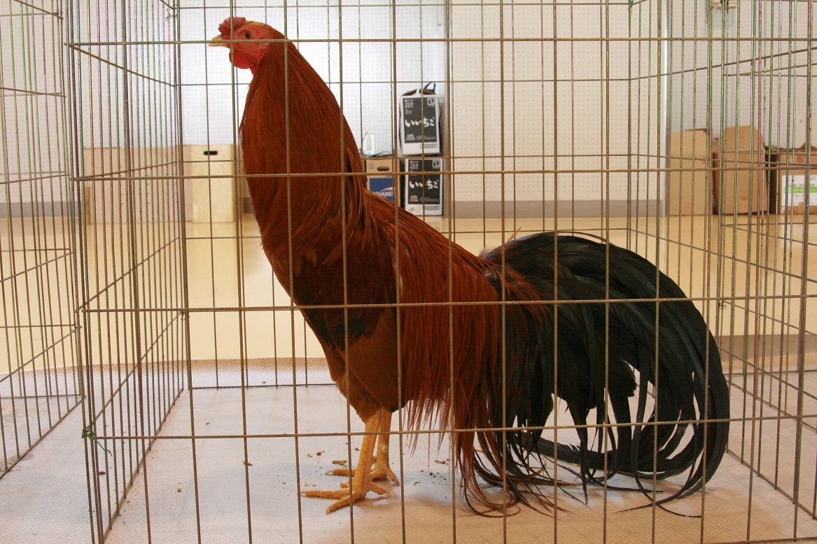 田中 哲のブログ : 蓑曳鶏（MINOHIKI）を訪ねて（その2）