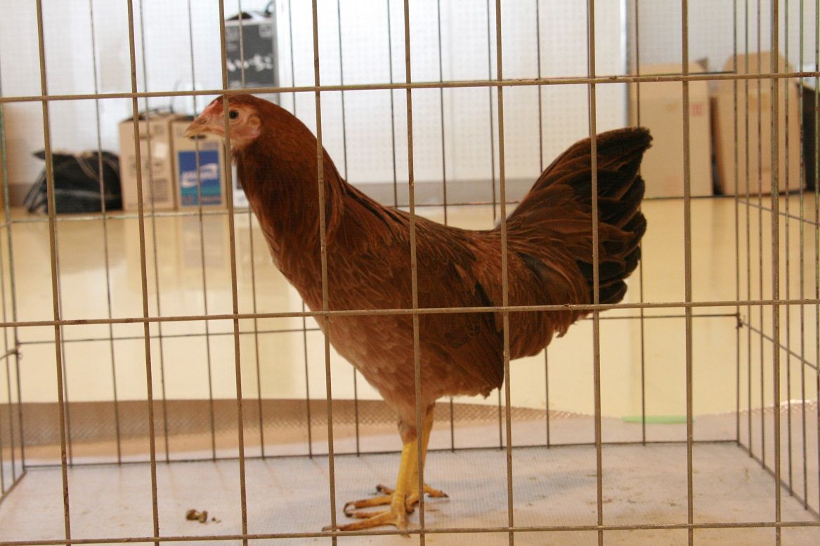 田中 哲のブログ : 蓑曳鶏（MINOHIKI）を訪ねて（その2）