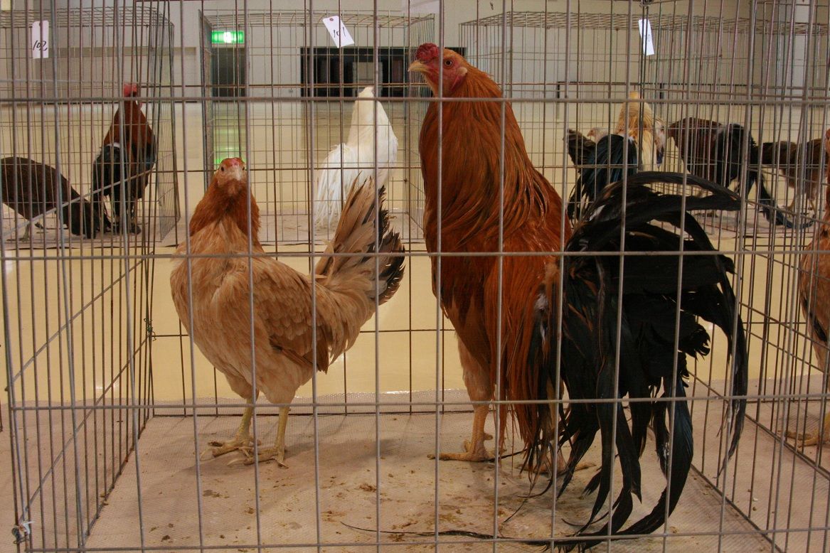 田中 哲のブログ : 蓑曳鶏（MINOHIKI）を訪ねて（その2）