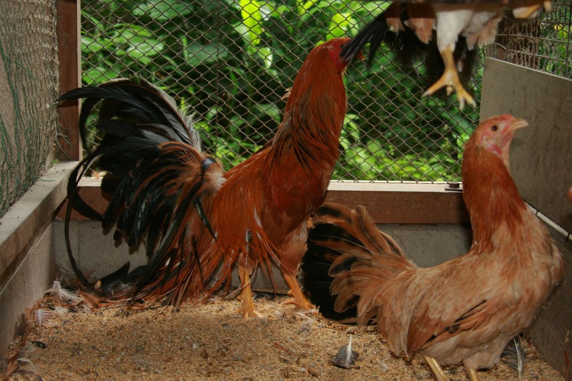 田中 哲のブログ : 我が家の日本鶏・蓑曳鶏（MINOHIKI TORI）のその後と、蓑曳に思う事