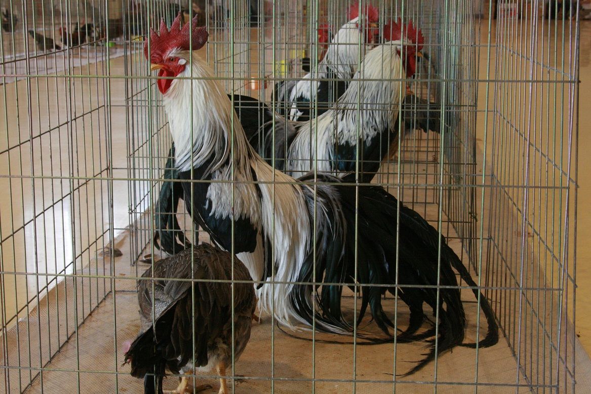 田中 哲のブログ : 蓑曳鶏（MINOHIKI）を訪ねて（その1）