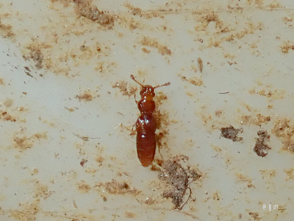 邑遊自適～好蟻性的俺～