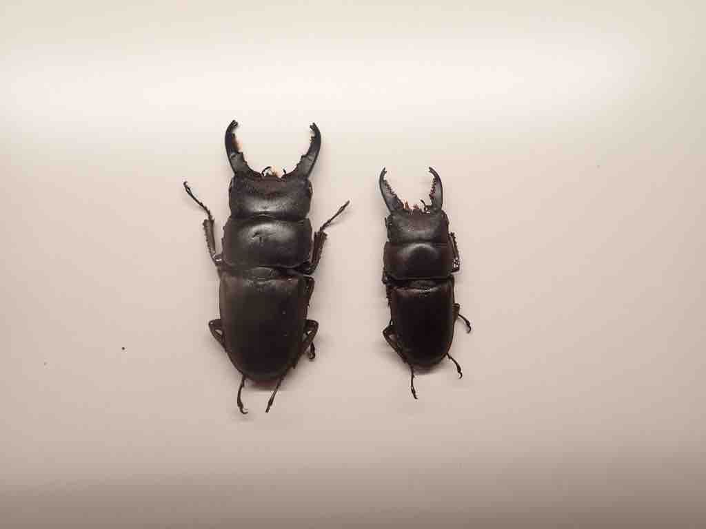 マレーシア採集記 3日目 : ばいおの採集日記