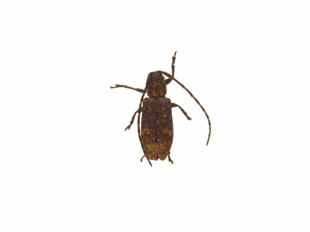 西表島の冬のカミキリ : ばいおの採集日記