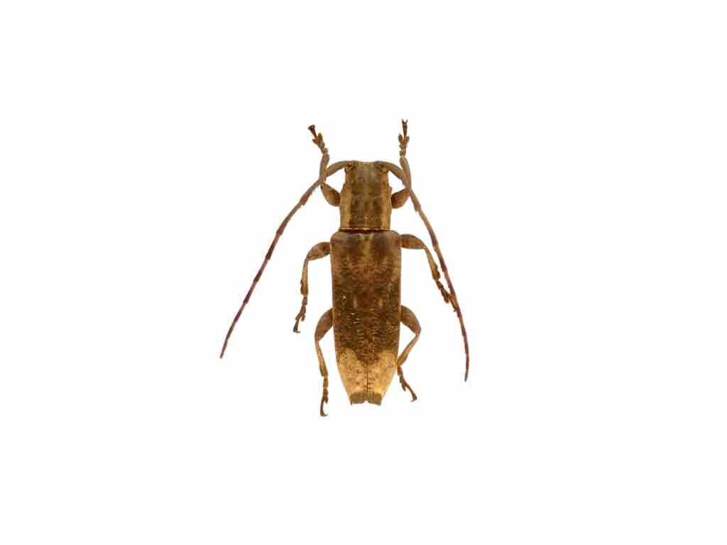 西表島の冬のカミキリ : ばいおの採集日記