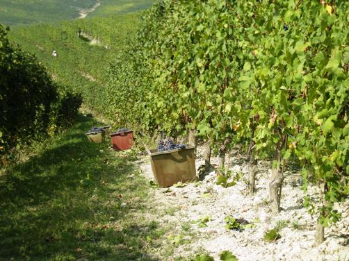 北イタリア ピエモンテの田舎で暮らして : バローロのBRUNATEの畑で。