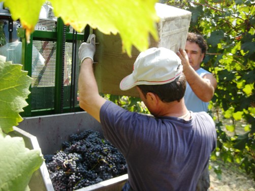 北イタリア ピエモンテの田舎で暮らして : バローロのBRUNATEの畑で。