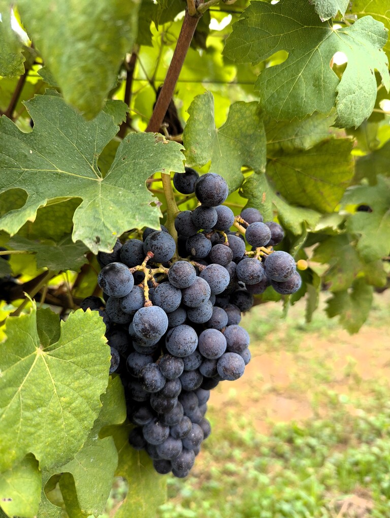 北イタリア ピエモンテの田舎で暮らして