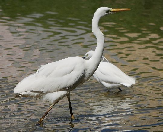 ダイサギづくし : ZISSA いのっちぎり