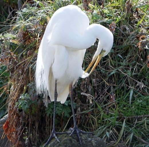 ダイサギづくし : ZISSA いのっちぎり