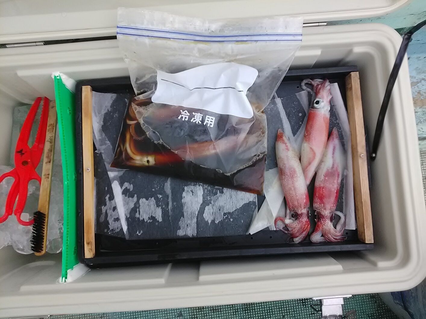 '23年アカイカ夜焚き初戦！鹿児島県下甑島沖 : 『釣りは楽しく』 花は霧島 海釣り日記