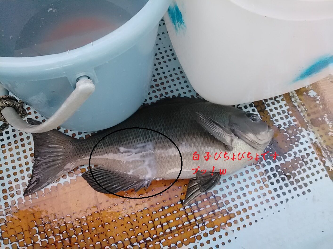 寒グレ狙いも季節は3月だぁー！少々小雨日和だったけど「デカグロ」釣りに♬ 2024.1.19 : 『釣りは楽しく』 花は霧島 海釣り日記