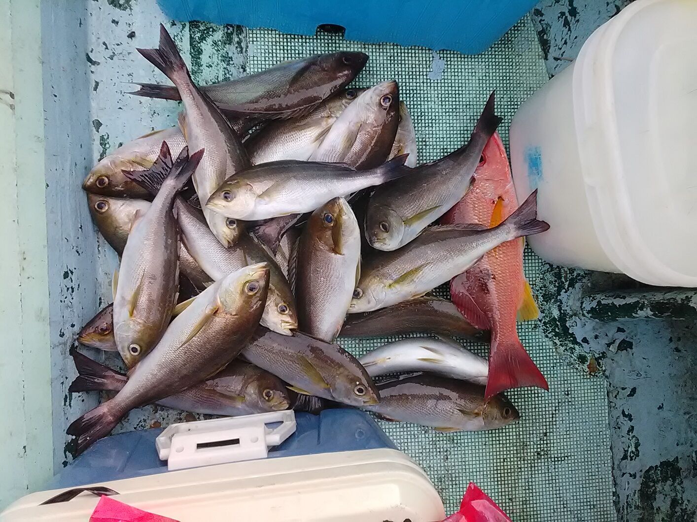 鹿児島県甑島沖アカイカ夜釣り '23.6.27 : 『釣りは楽しく』 花は霧島 海釣り日記