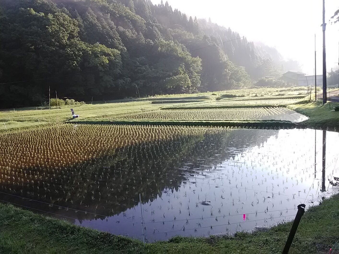 水田初期一発除草剤「半蔵」散布 2023.6.3 : 『釣りは楽しく』 花は霧島 海釣り日記