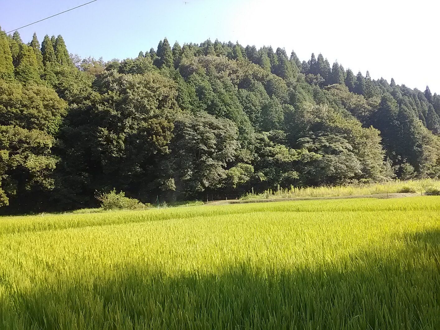 穂揃期になったのでイモチ予防＆ウンカその他殺菌殺虫剤散布'23.8.21 : 『釣りは楽しく』 花は霧島 海釣り日記