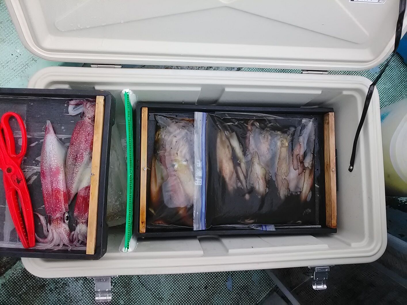 鹿児島県甑島沖アカイカ夜釣り '23.6.27 : 『釣りは楽しく』 花は霧島 海釣り日記