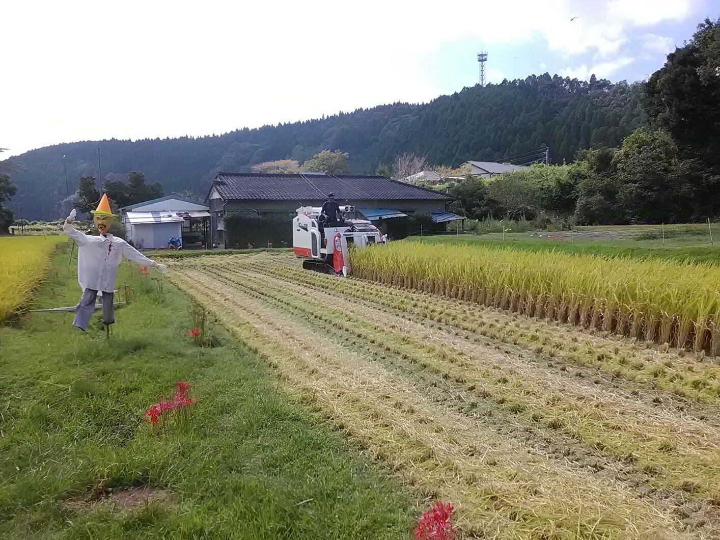 収穫作業でした ’23.9.30 : 『釣りは楽しく』 花は霧島 海釣り日記
