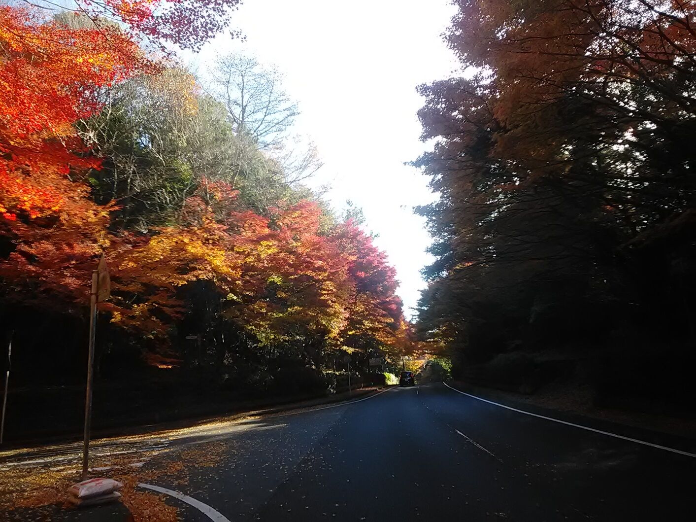 今季一番の寒さで、急に見頃になった霧島神宮周辺の冬の紅葉も落葉開始！ : 『釣りは楽しく』 花は霧島 海釣り日記