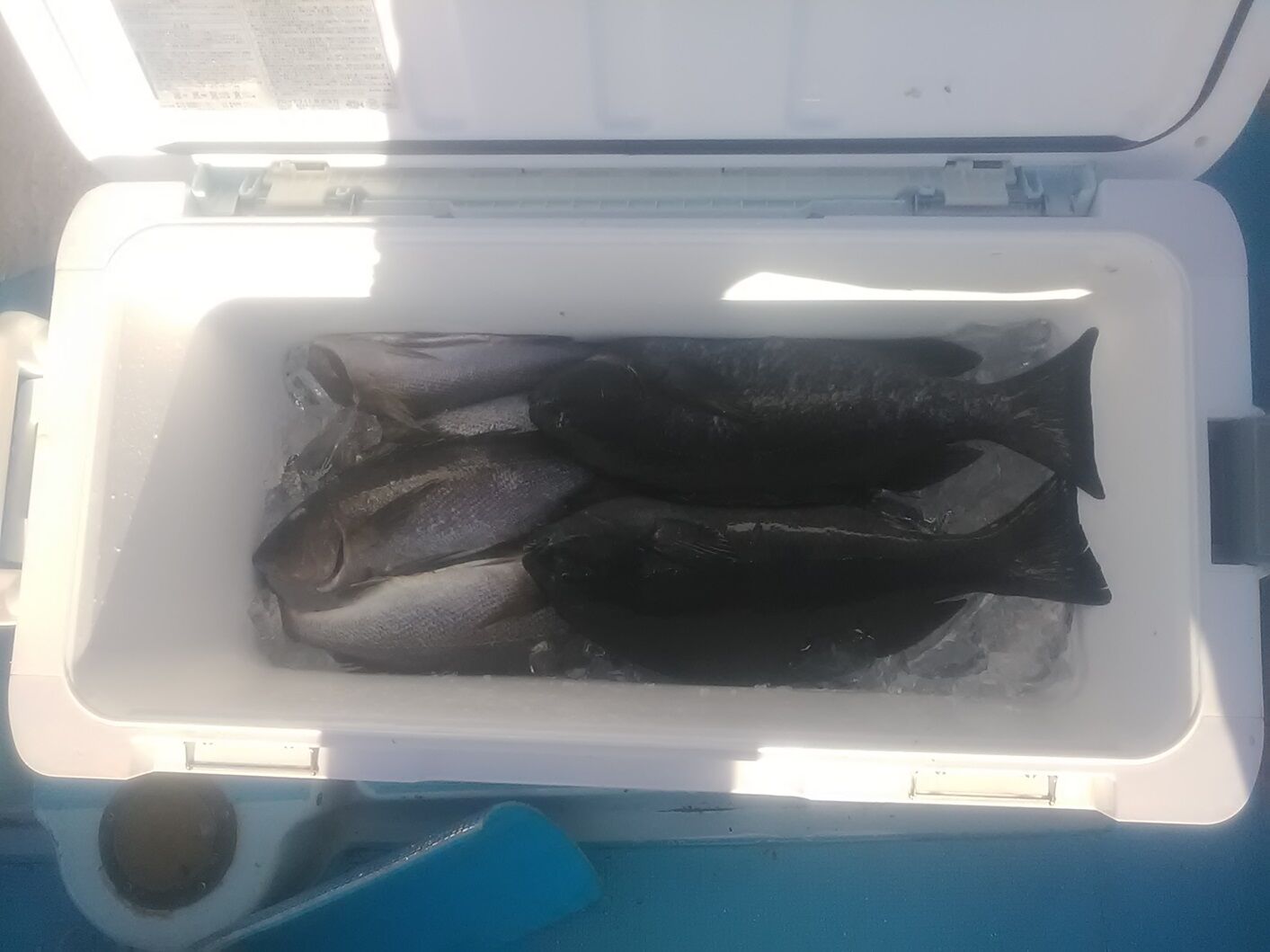 2026年初釣り 鹿児島県久多島沖 '26.1.9 : 『釣りは楽しく』 花は霧島 海釣り日記