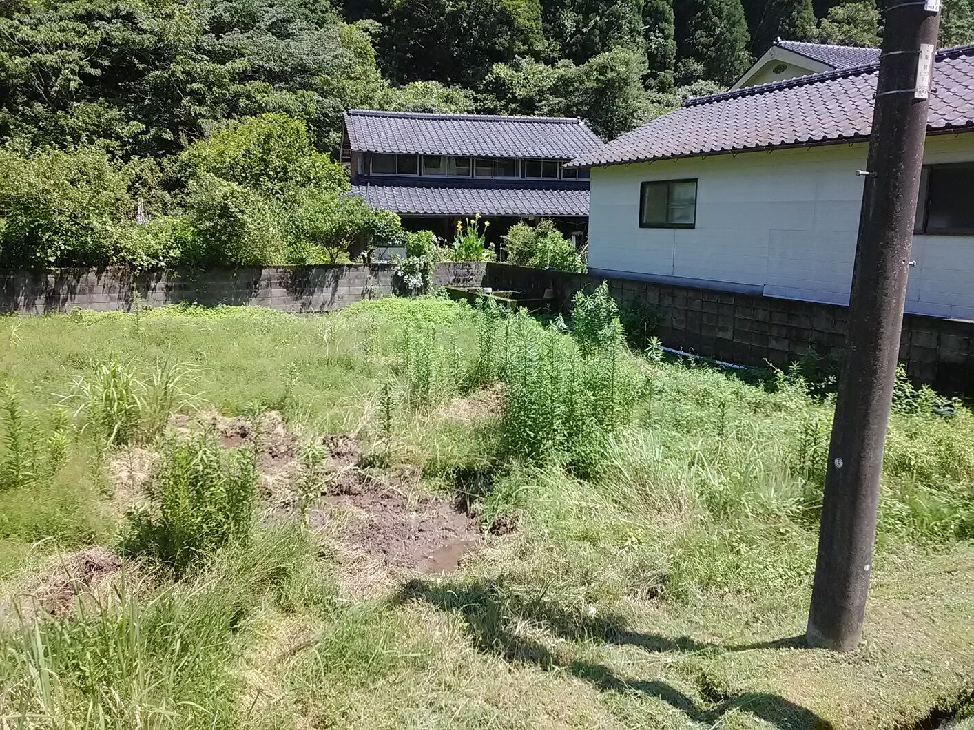 晴れキターーー！ なので朝から水田畔払い '23.7.6 : 『釣りは楽しく』 花は霧島 海釣り日記