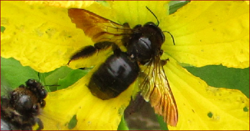 秋津村より 図書館 : タイワンタケクマバチ ♀ ( ´・ω・` ) 大きな蜂