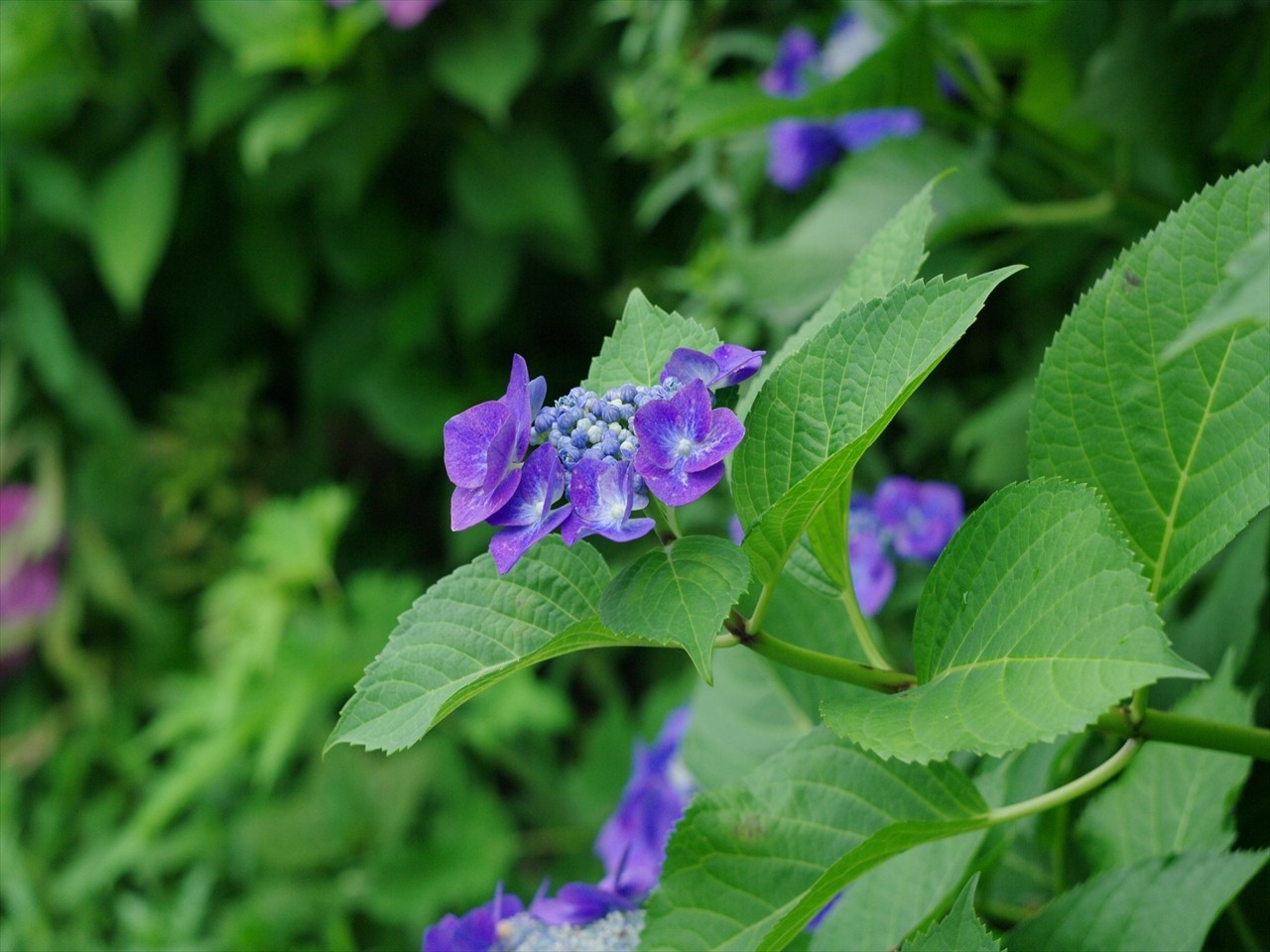 Biotar : M42は如何でしょうか。