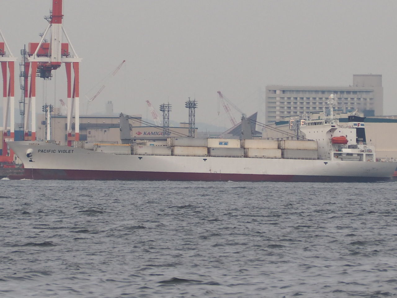 PACIFIC VIOLET : あまがみ