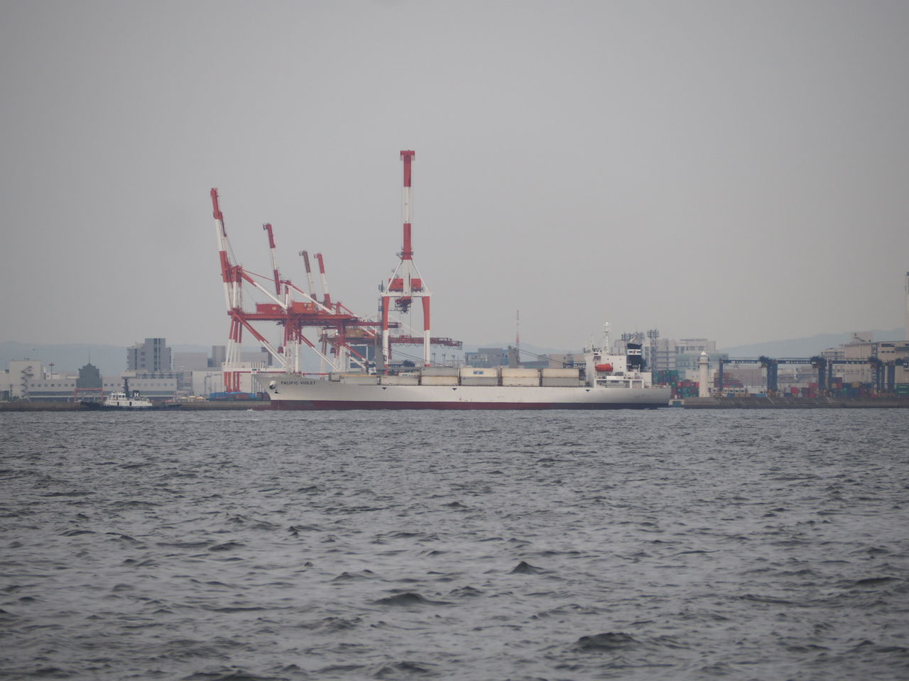 PACIFIC VIOLET : あまがみ