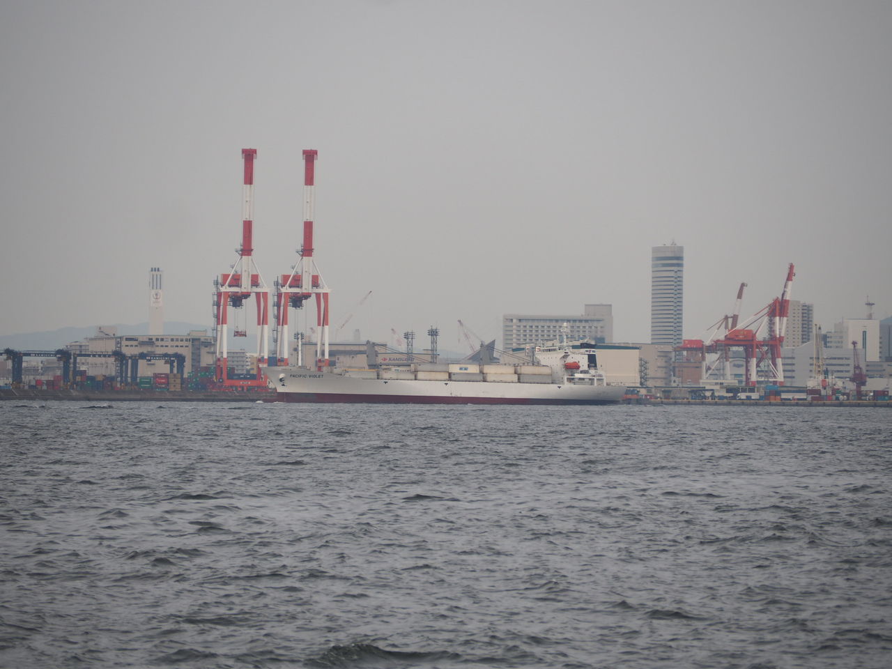 PACIFIC VIOLET : あまがみ